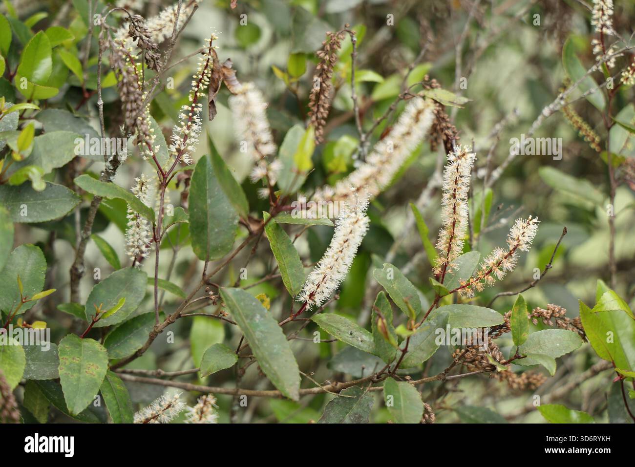 Vibrant green foliage emerges hi-res stock photography and images - Alamy