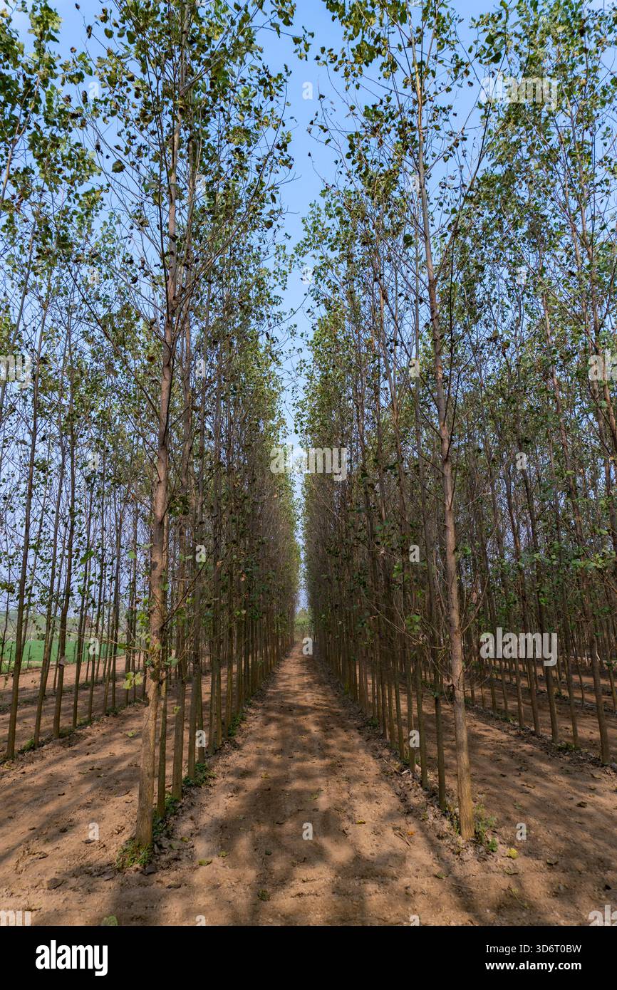 Teak tree (Tectona grandis) plantation in Haryana farmland showing ...