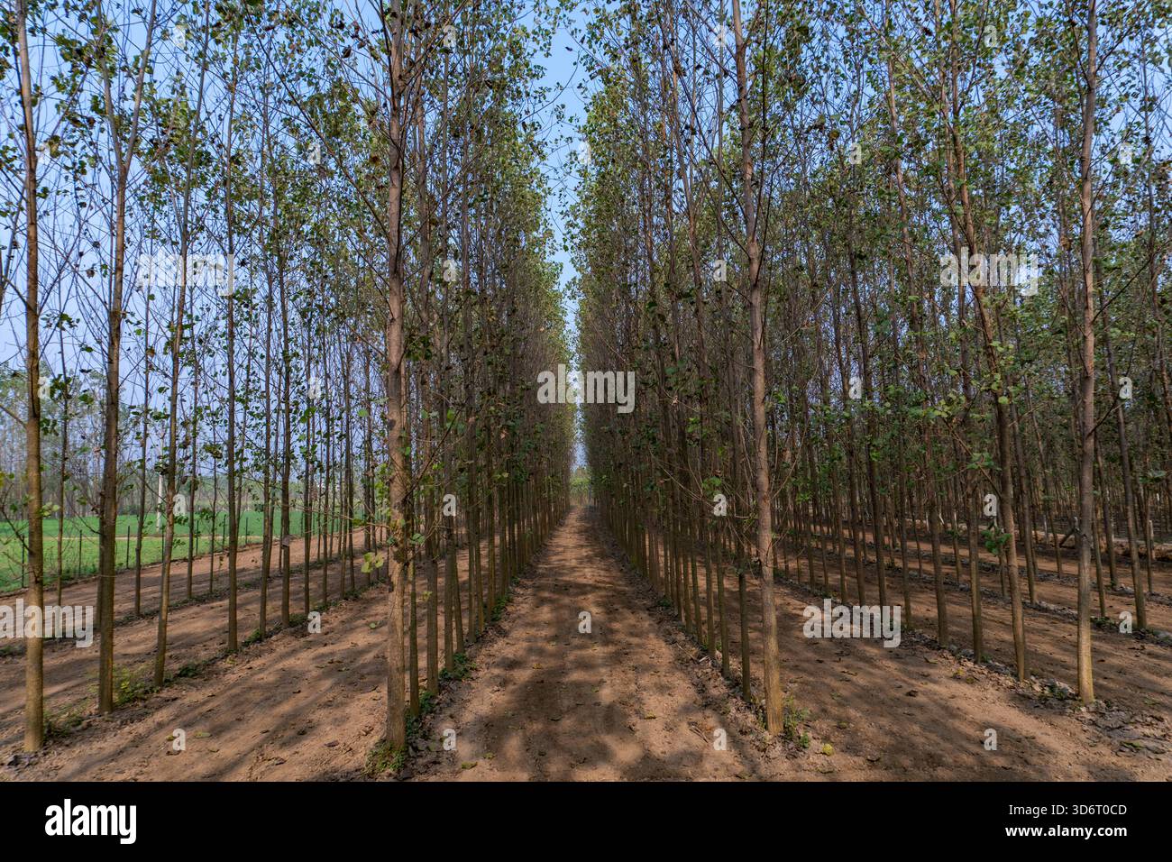 Teak tree (Tectona grandis) plantation in Haryana farmland showing ...