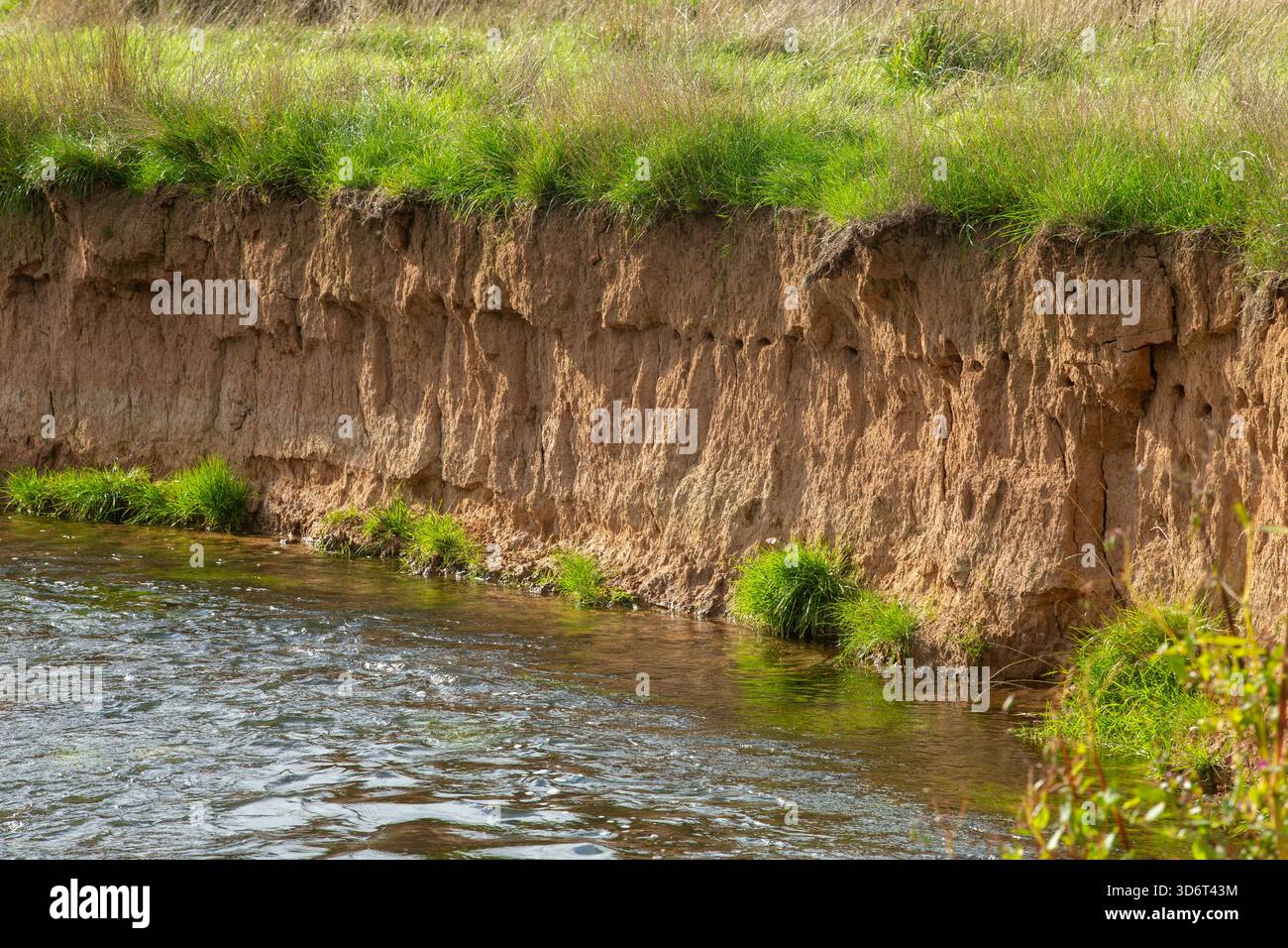 Holes made by Sand Martins as nests, nesting sites in a sand bank on a ...