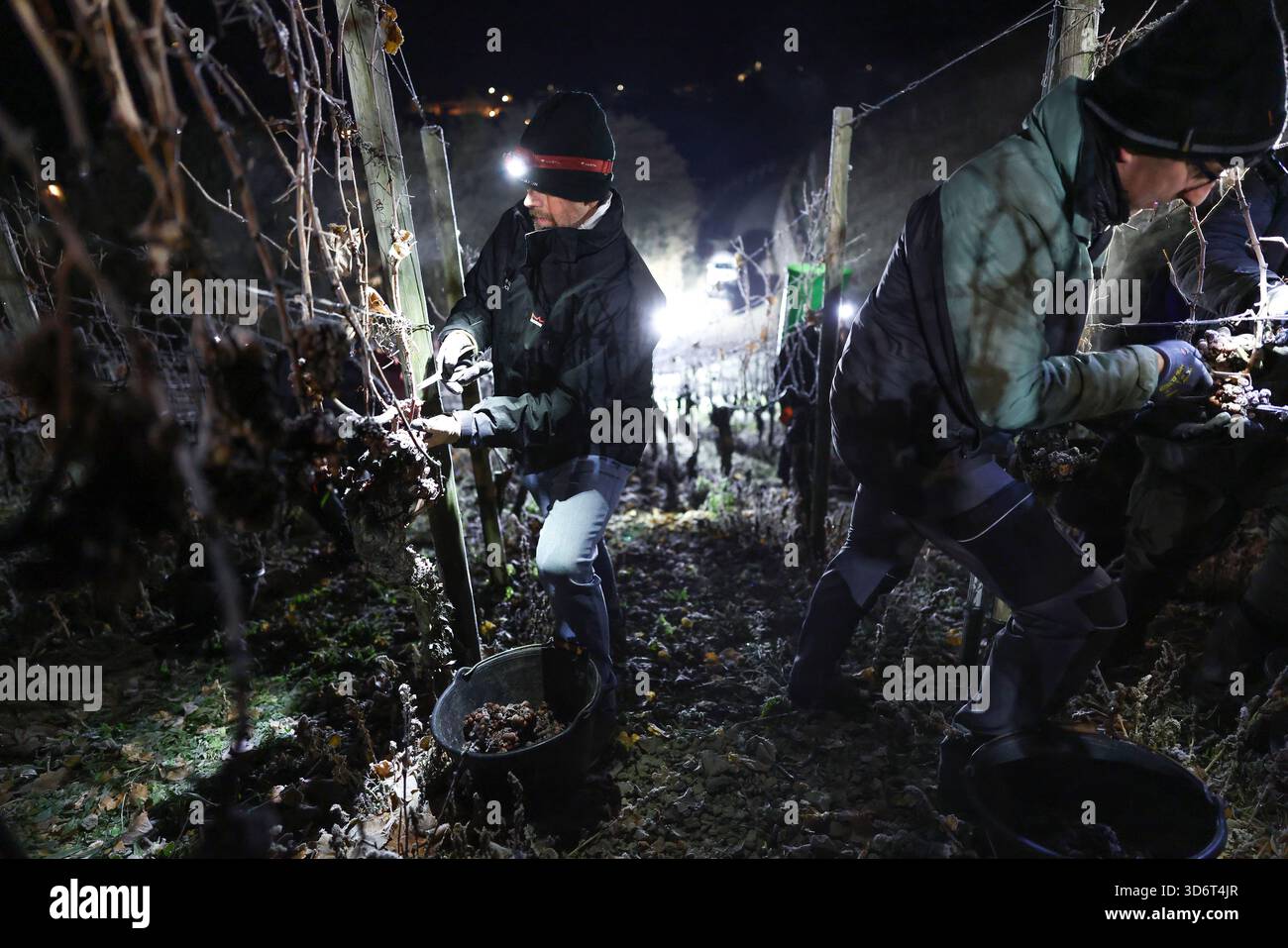 Retzstadt, Germany. 22nd Nov, 2025. Harald Rudolph (l) cuts the frozen ...