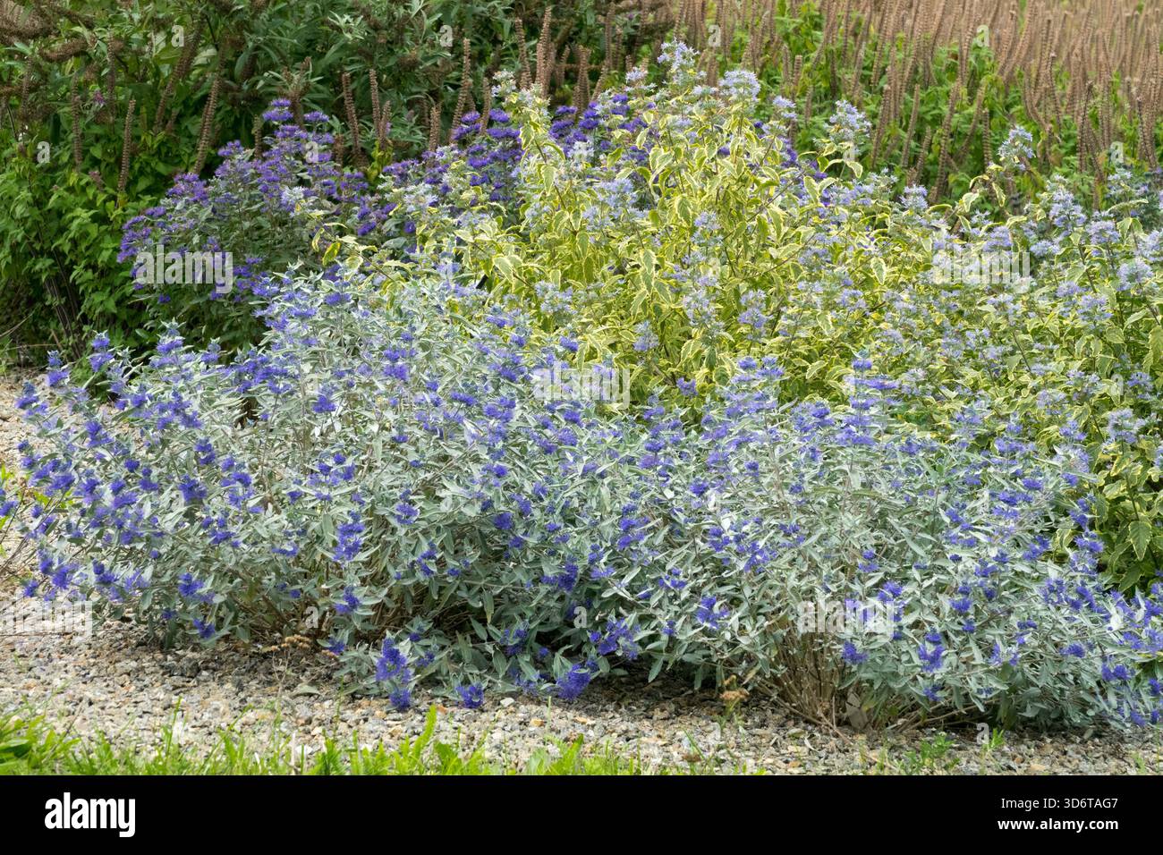 Rounded shrub clusters of small blue flowers hi-res stock photography ...