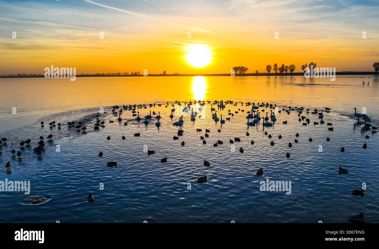 JIUQUAN, CHINA - NOVEMBER 20, 2025 - Migratory birds gather on the lake ...