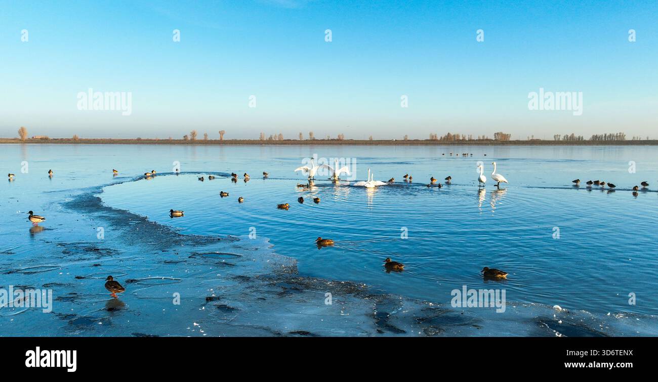 JIUQUAN, CHINA - NOVEMBER 20, 2025 - Migratory birds gather at the Jiji ...