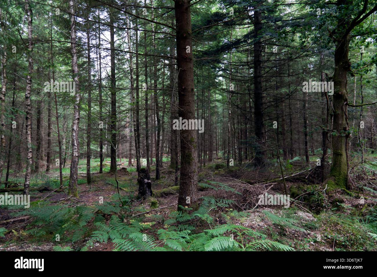 Mixed woodland, at the side of a walking trail, in the Holmsley ...