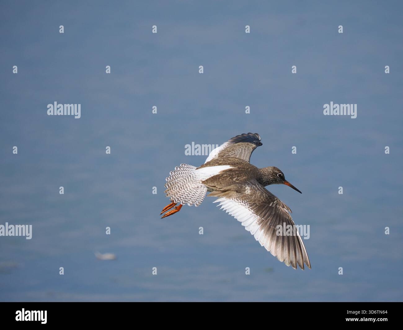 Redshank at Burton Mere wetlands, a common wader in the UK Stock Photo ...