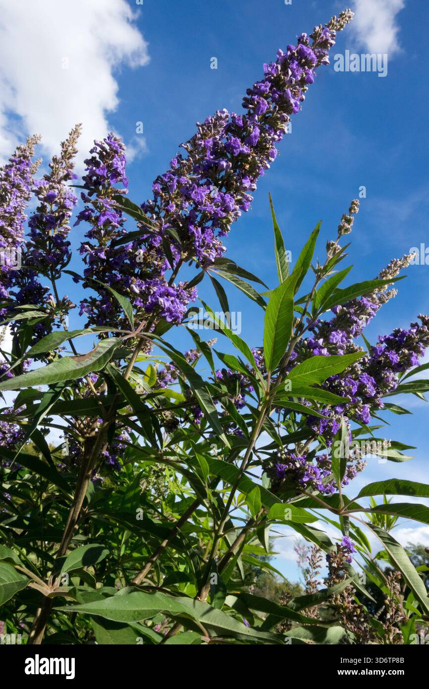 Vitex agnus castus delta blues hi-res stock photography and images - Alamy
