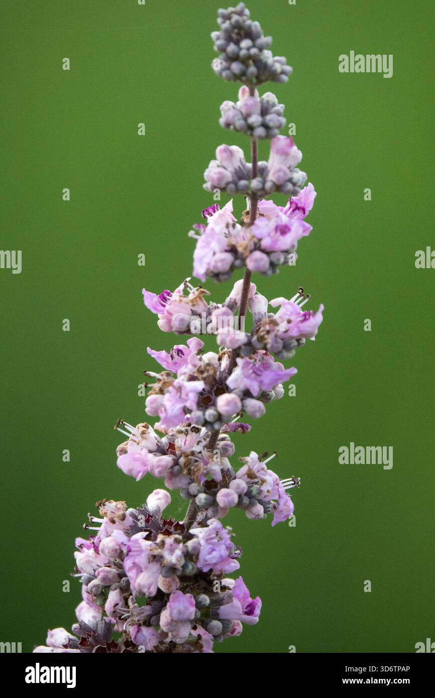 Vitex agnus castus pink pinnacle hi-res stock photography and images ...
