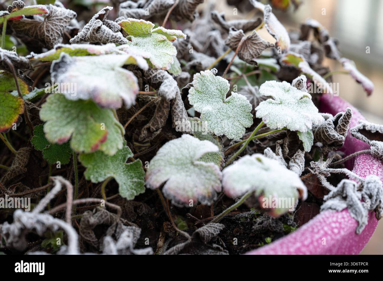 Close-up view of a frozen flower pot on a terrace in Jette, Brussels ...