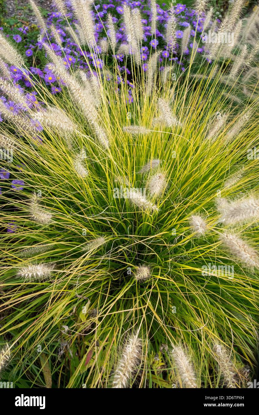 Ornamental Grass Autumn Grasses Clump Tuft Tufted Of Pennisetum ...