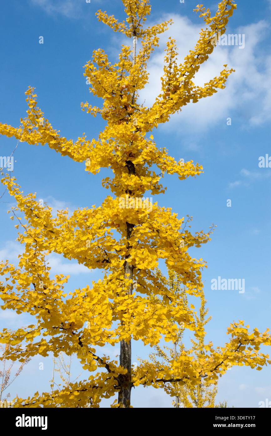 Ginkgo ginkgo biloba fastigiata hi-res stock photography and images - Alamy