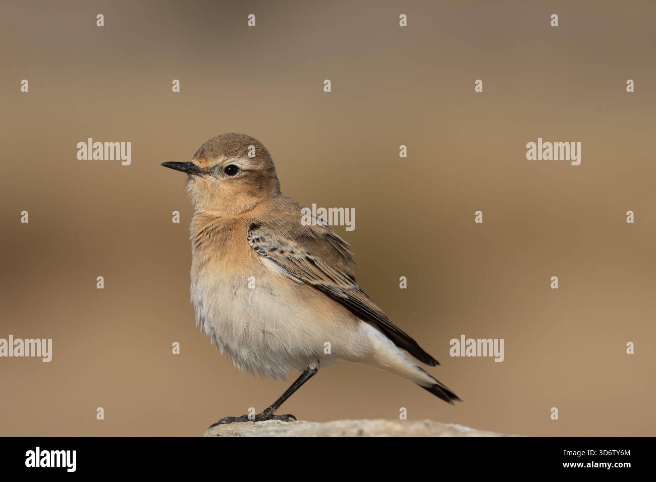 Northern Wheatear (Oenanthe oenanthe) female in desert steppe, autumn ...