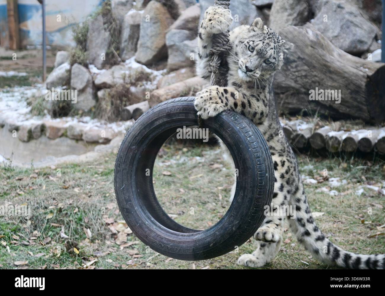 (251122) -- XINING, Nov. 22, 2025 (Xinhua) -- Snow leopard cub Ling ...