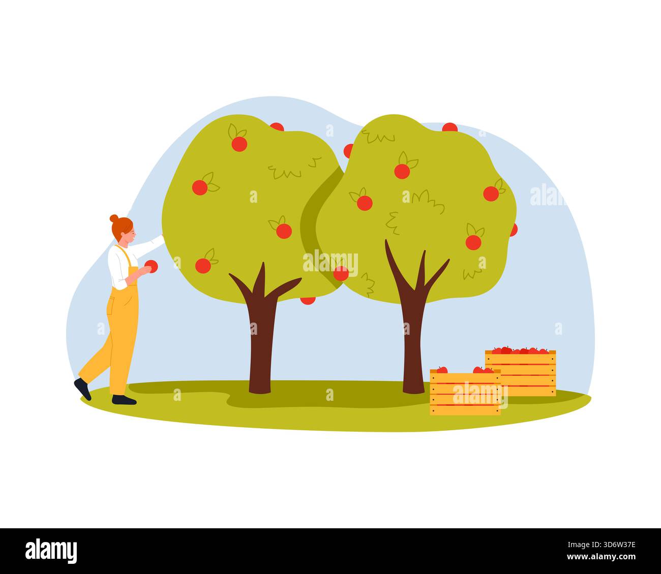 Isolated scene of a woman picking apples from trees for apple juice ...