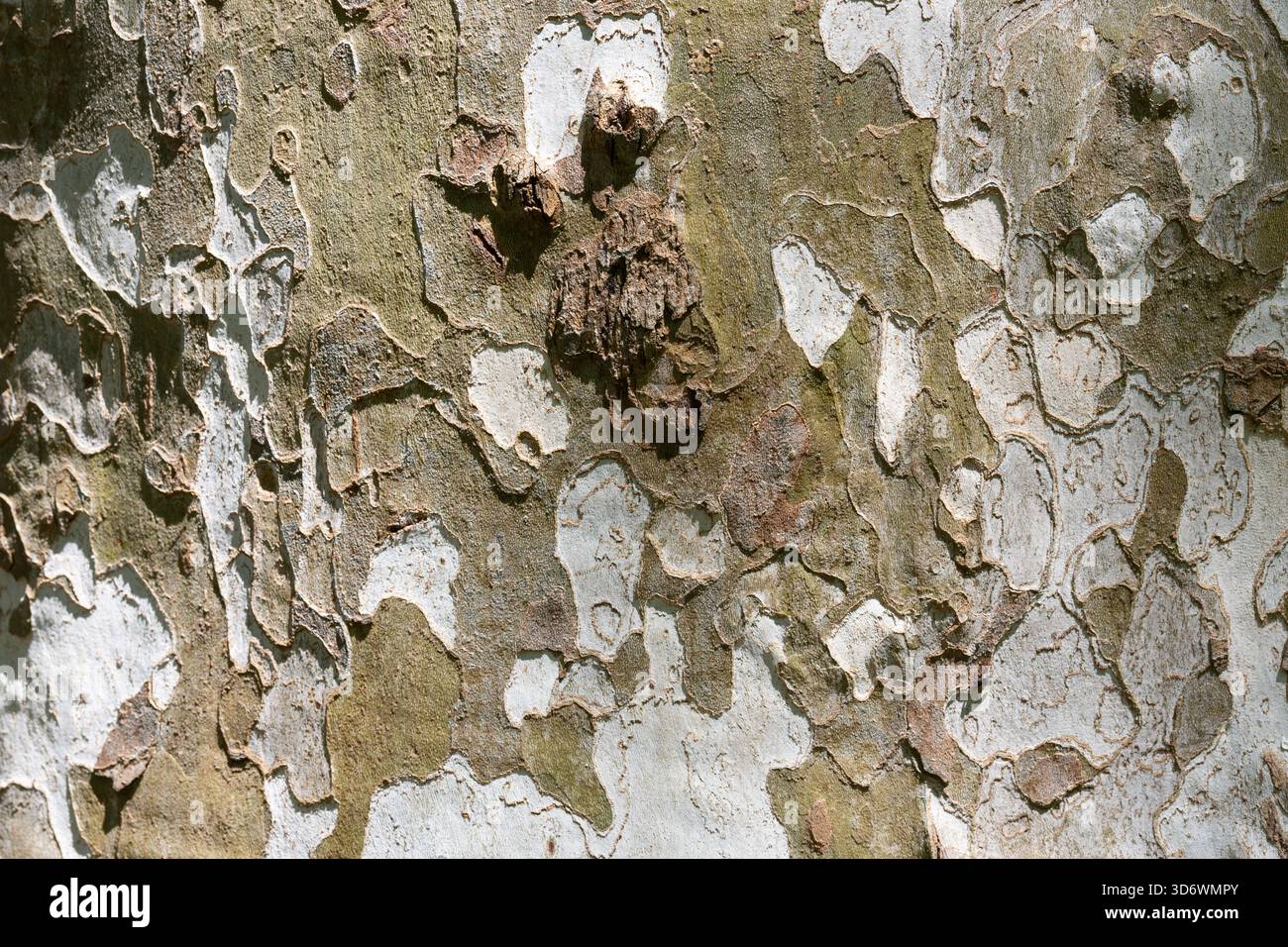 Detailed close-up of plane tree bark showcasing a variety of natural ...