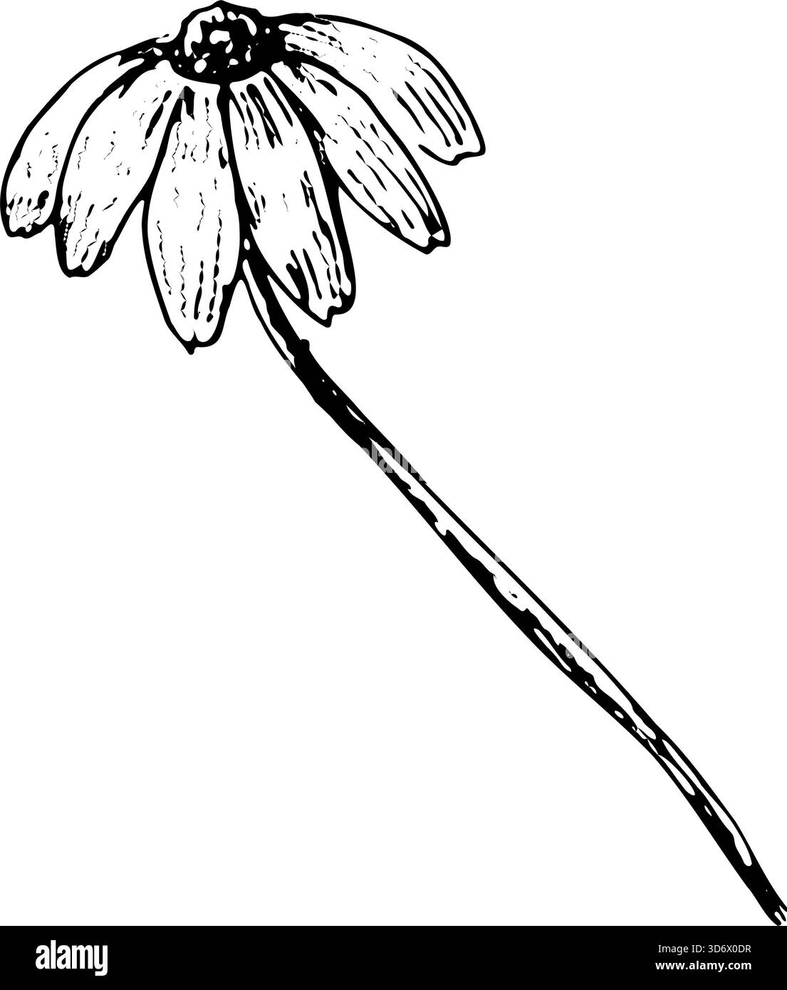 Leaf chamomile icon in Stock Vector Images - Alamy