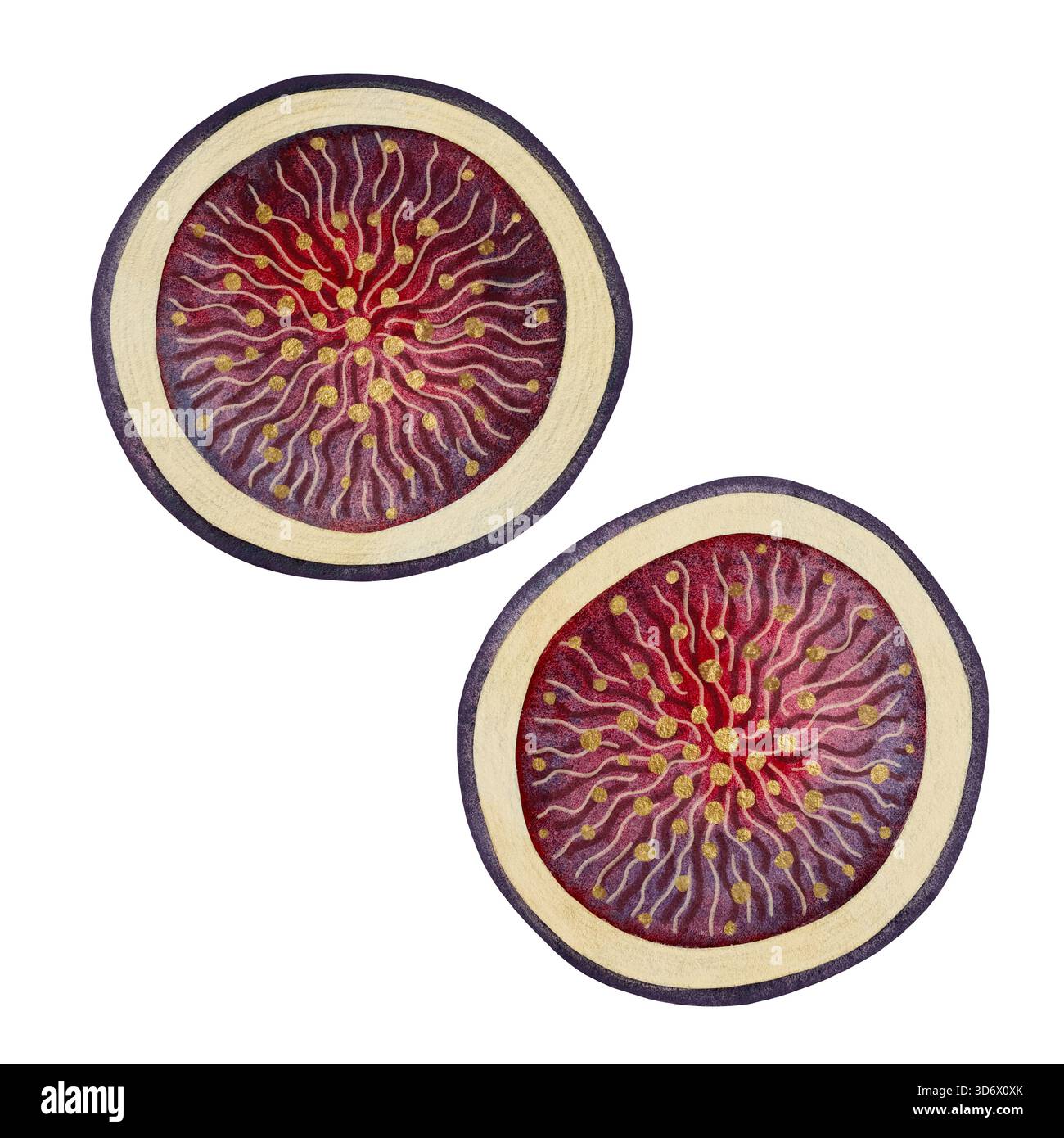 Watercolor fig cross-section. Cross-section of a ripe fig fruit ...