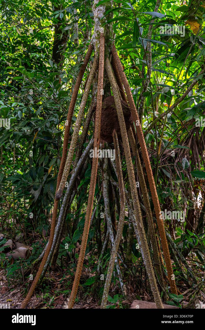 Rainforestfloor hi-res stock photography and images - Alamy