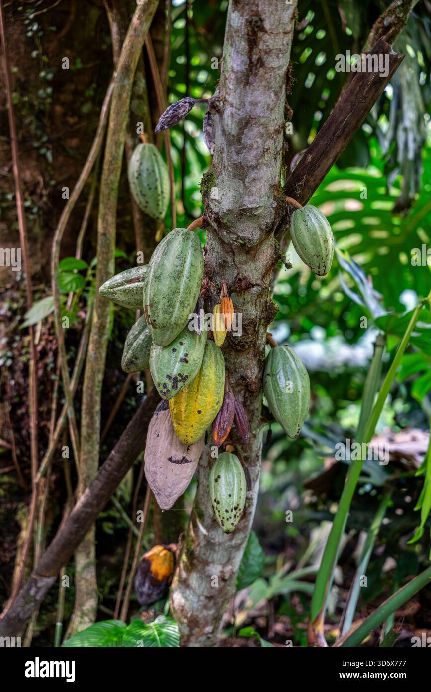 Cacao pod surrounded hi-res stock photography and images - Alamy