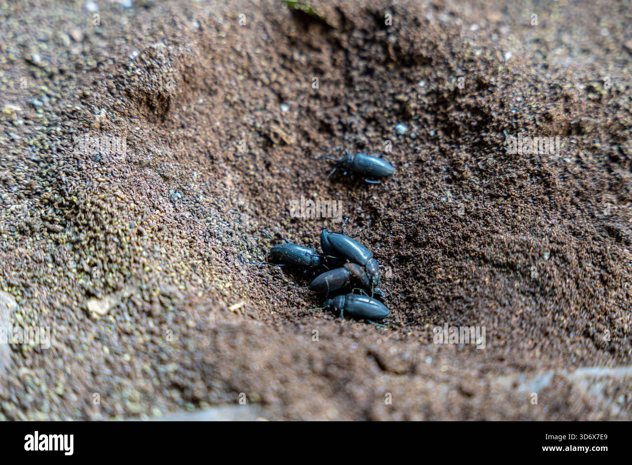 Group of black beetles gathered on moist soil in a natural environment ...