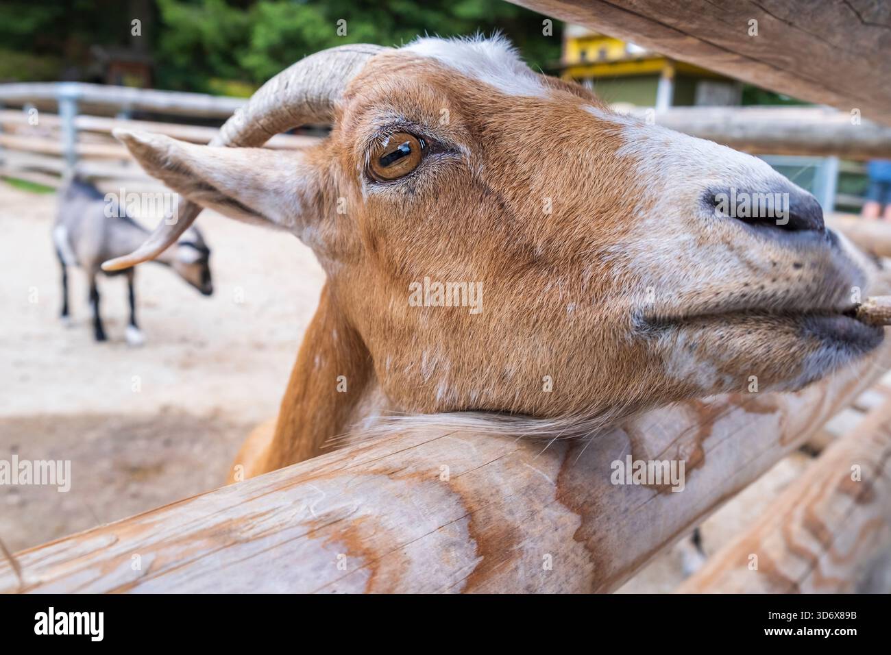 Domestic goat looking over fence hi-res stock photography and images ...