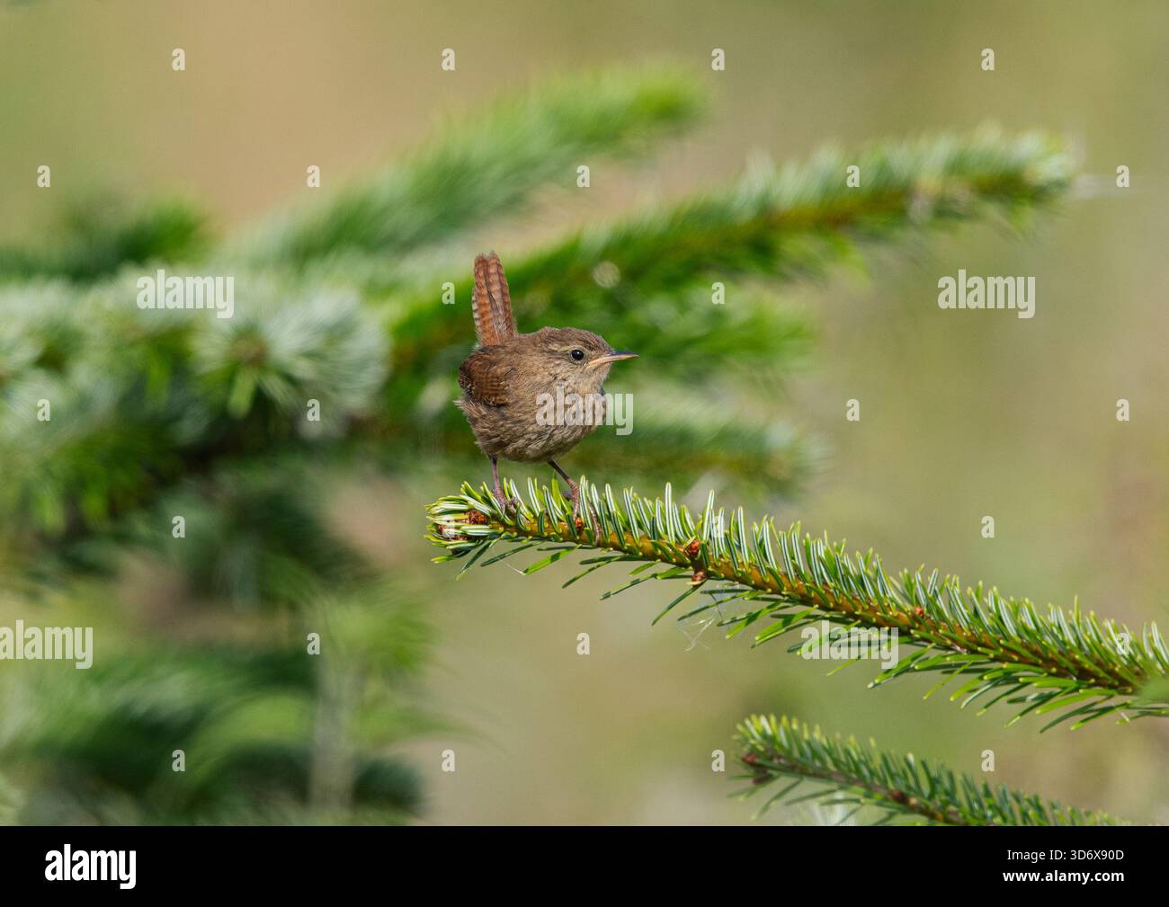 A close up of a little Jenny Wren ( Troglodytes troglodytes) perched on ...