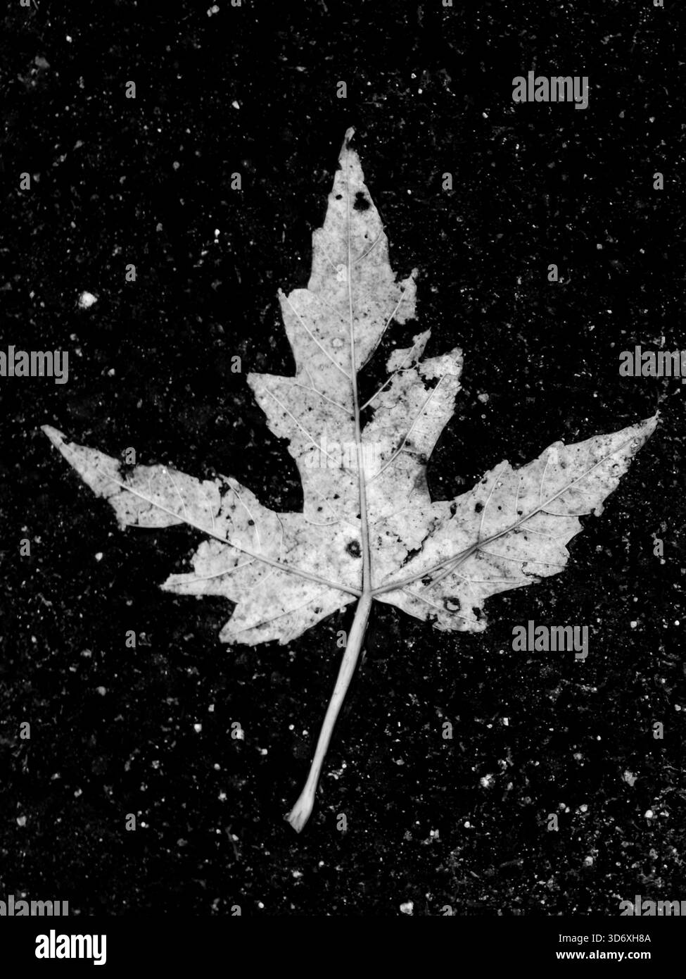 Botanical cycle Black and White Stock Photos & Images - Alamy