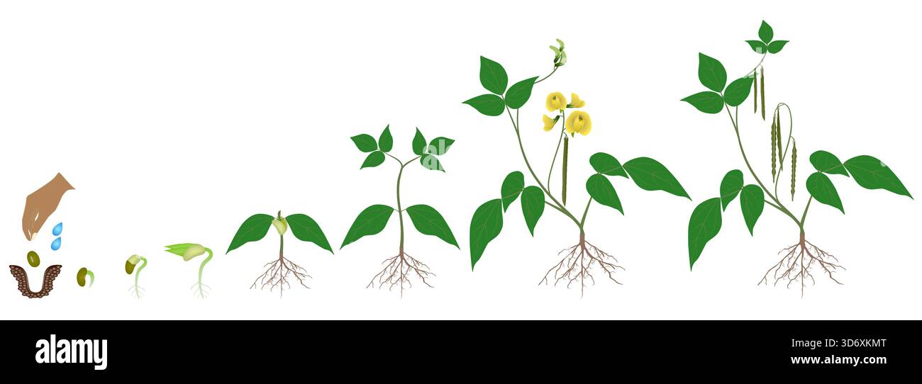 Cycle growth bean plant hi-res stock photography and images - Alamy