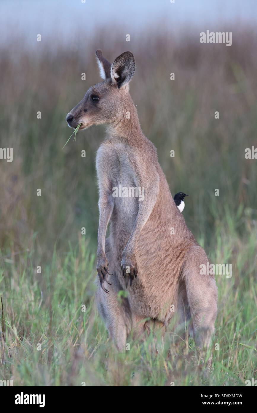 Eastern australia queensland victoria hi-res stock photography and ...