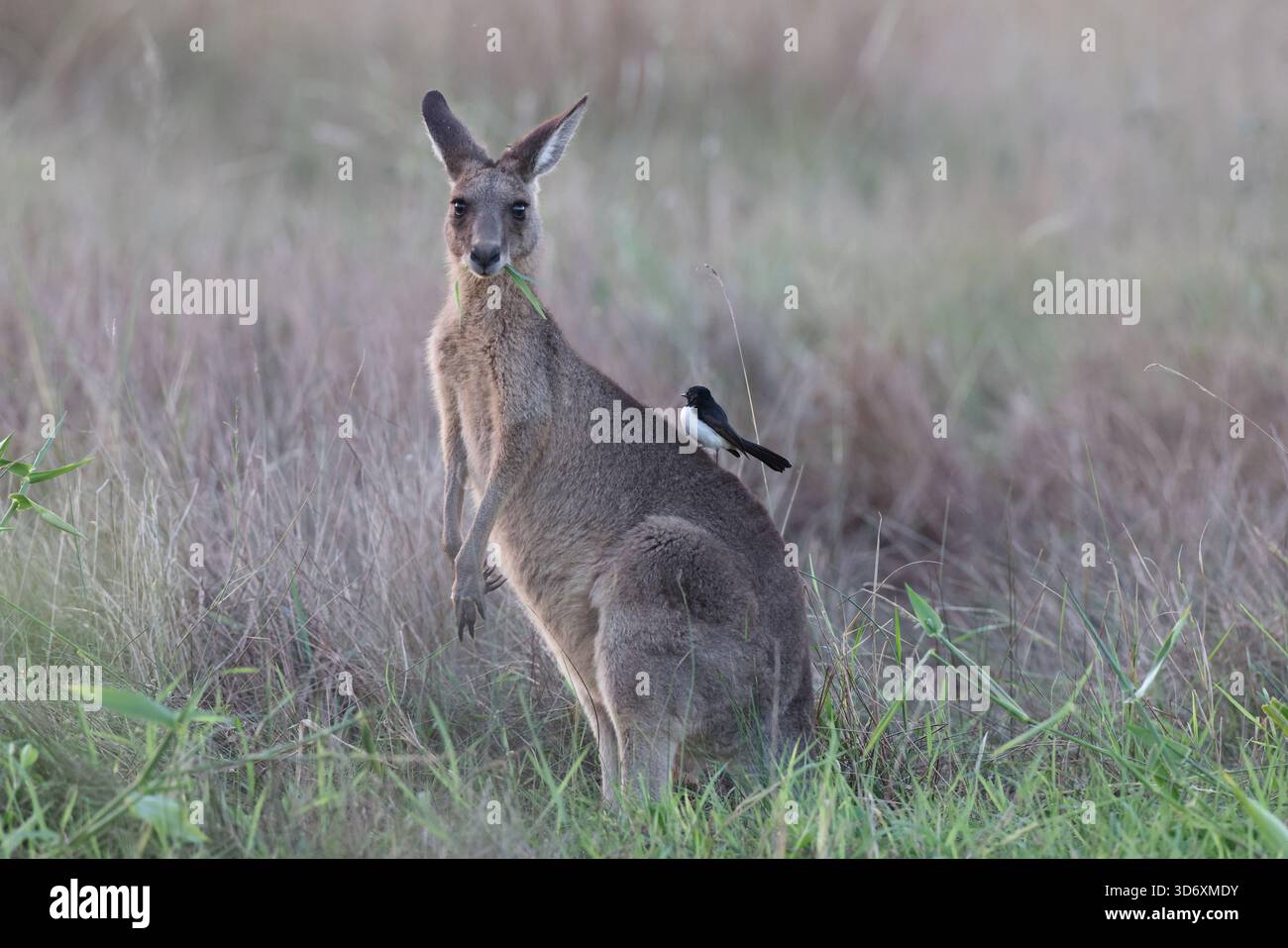 Eastern australia queensland victoria hi-res stock photography and ...