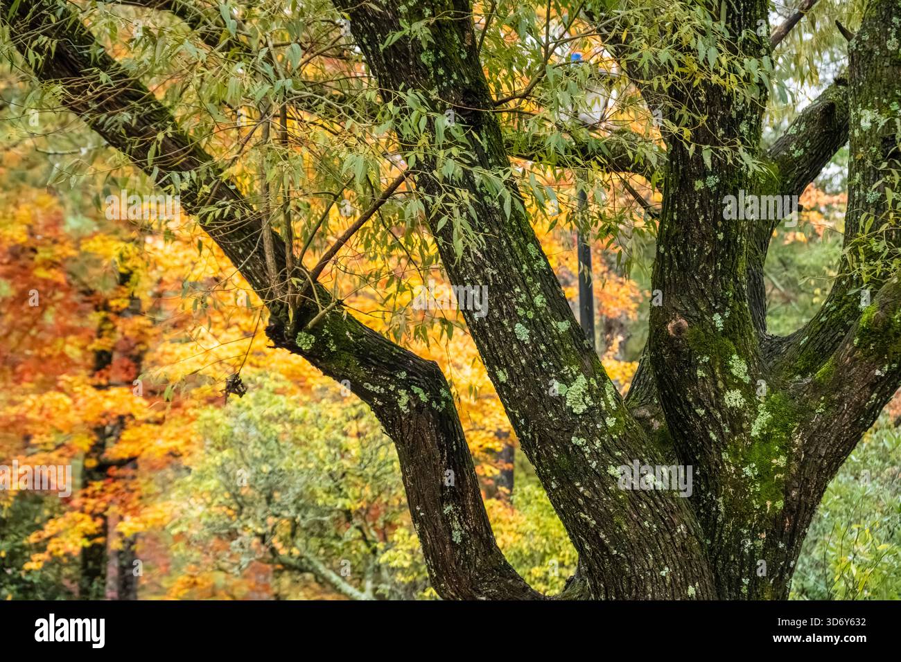Colorful hardwood trees in October at Vogel State Park in the North ...