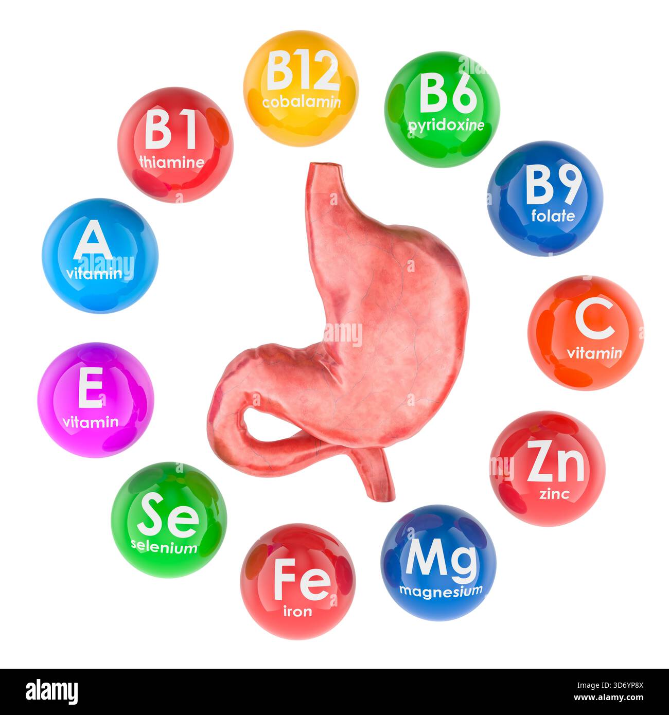 Gut nutrient absorption hi-res stock photography and images - Alamy