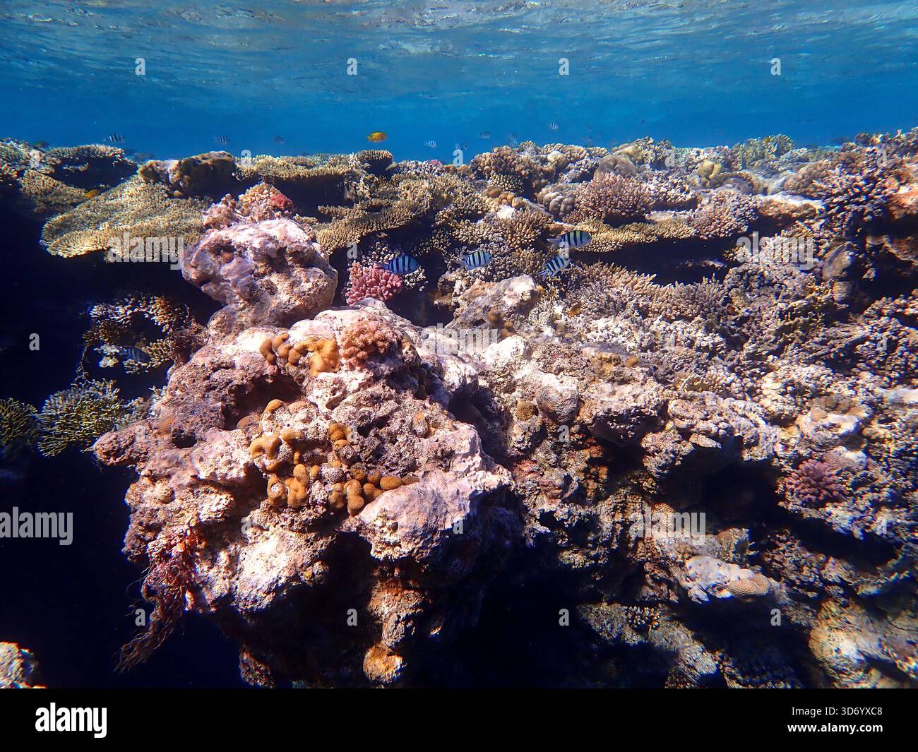 View of fish and coral reefs underwater at the Egyptian Red Sea, Gouna ...