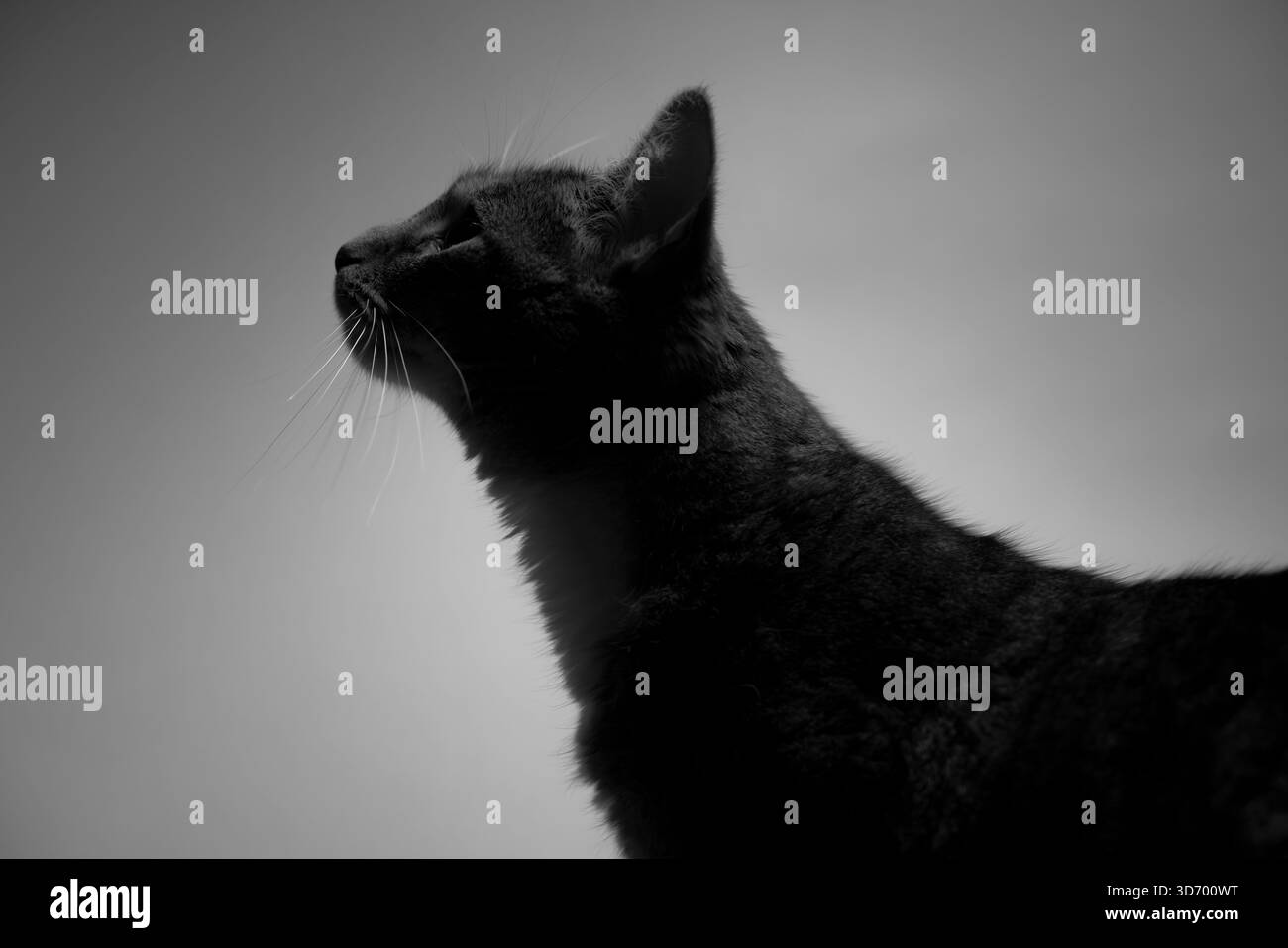 Horizontal pink Black and White Stock Photos & Images - Alamy