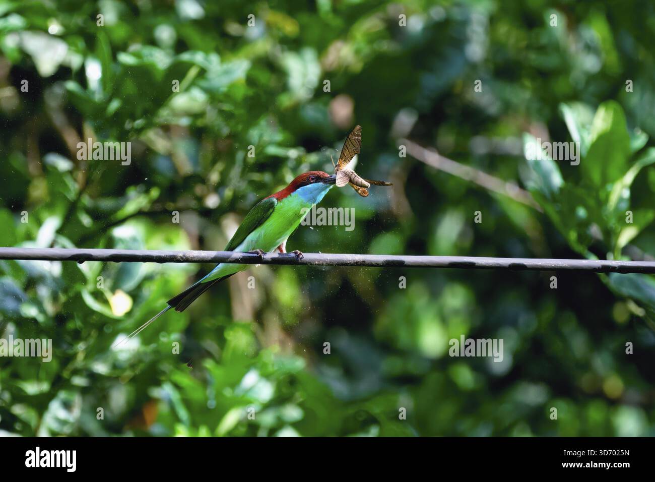 Blue-throated bee-eater (Merops viridis) catching and eating a hawk ...