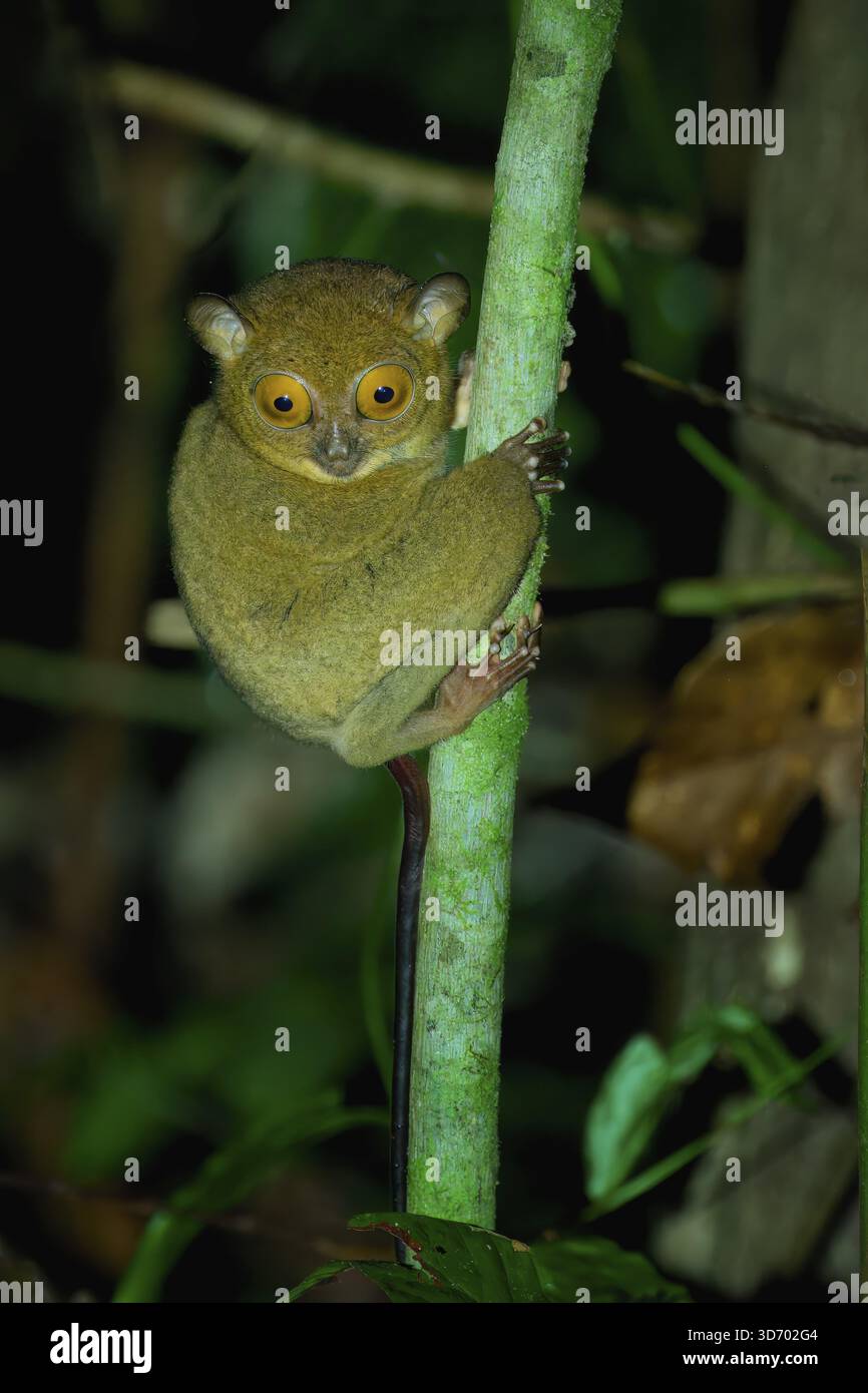 Horsfield's tarsier (Cephalopachus bancanus) or Western tarsier ...