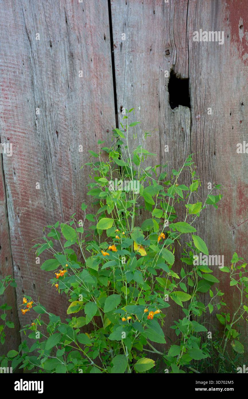 Jewelweed flower hi-res stock photography and images - Alamy