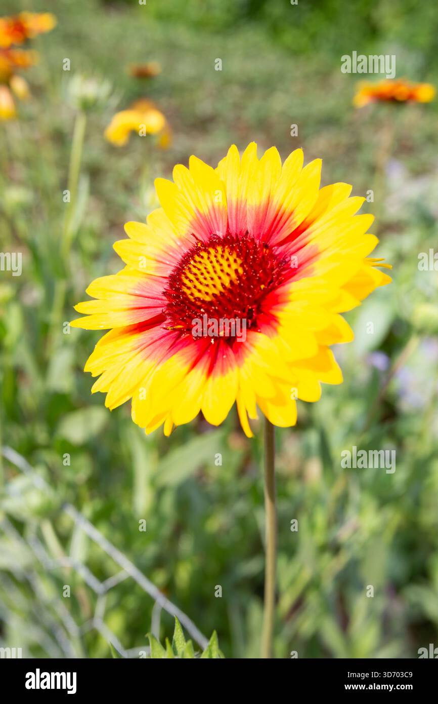 Firecracker plants hi-res stock photography and images - Alamy