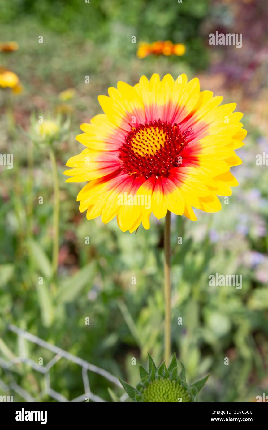 Firecracker sunflower hi-res stock photography and images - Alamy