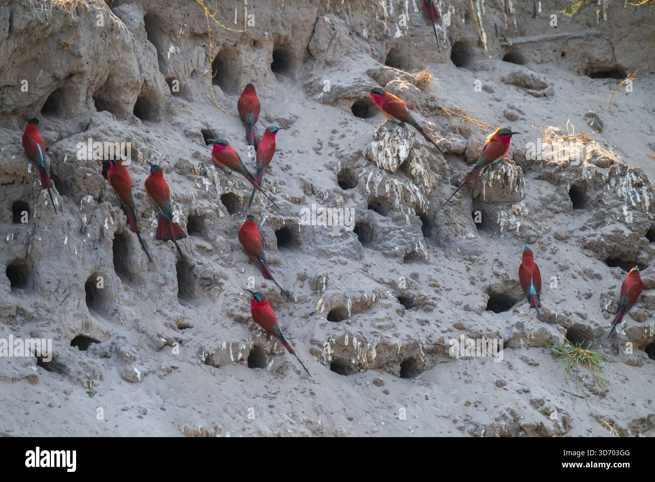 Breeding caves on the banks of the Kwando, Southern carmine bee-eater ...