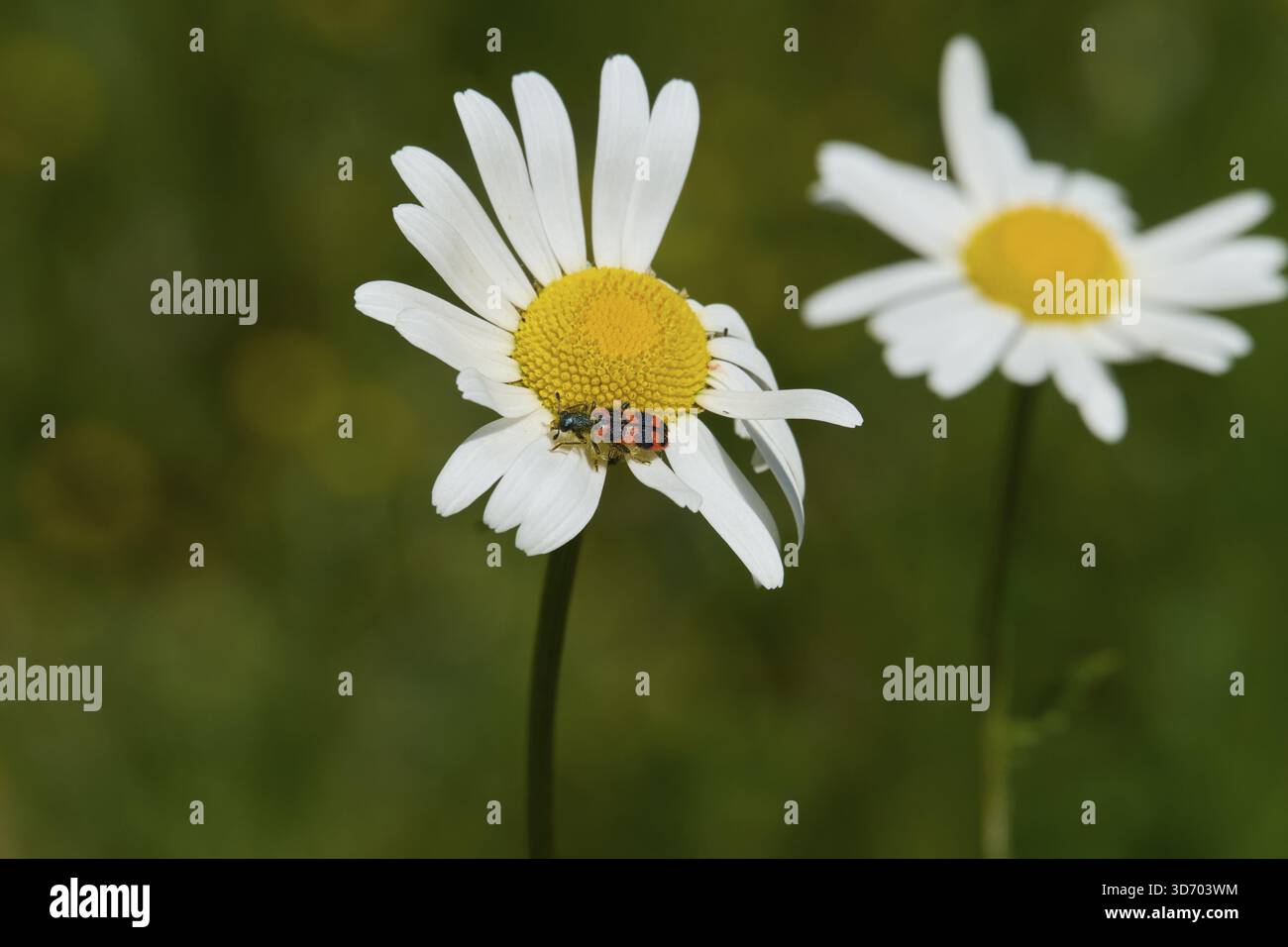 Bee beetle (Trichodes apiarius), daisy, bee wolf, immenbeetle, immenwol ...