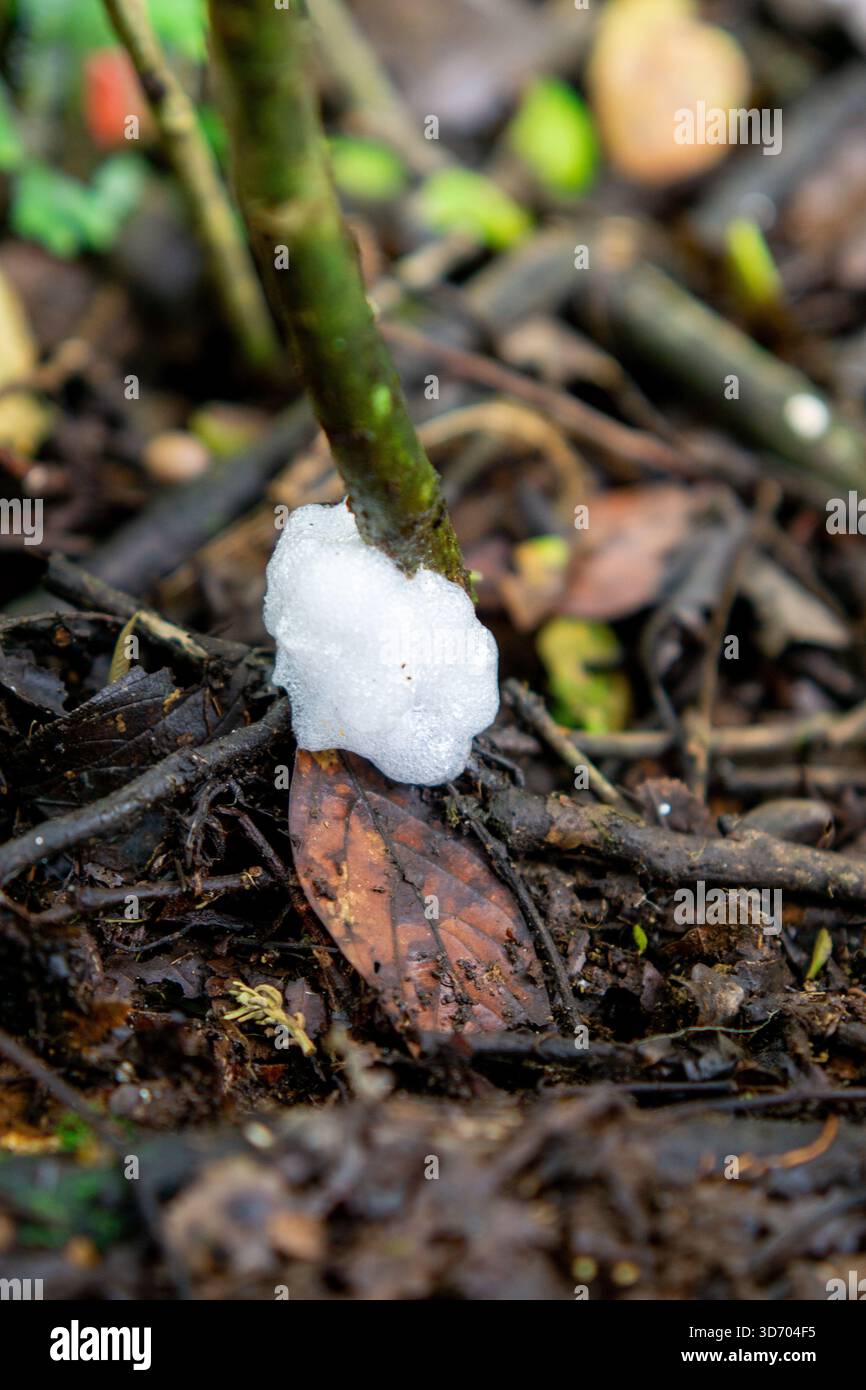 Frog egg foam on a tree. Tree frogs usually hatch nests after breeding ...