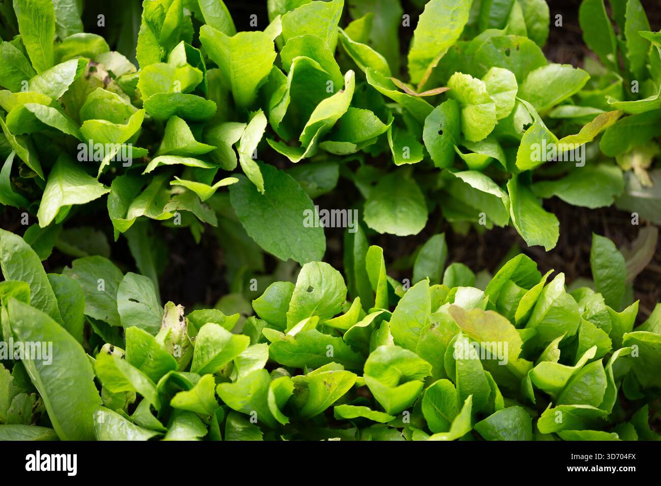 Perennial greens hi-res stock photography and images - Alamy