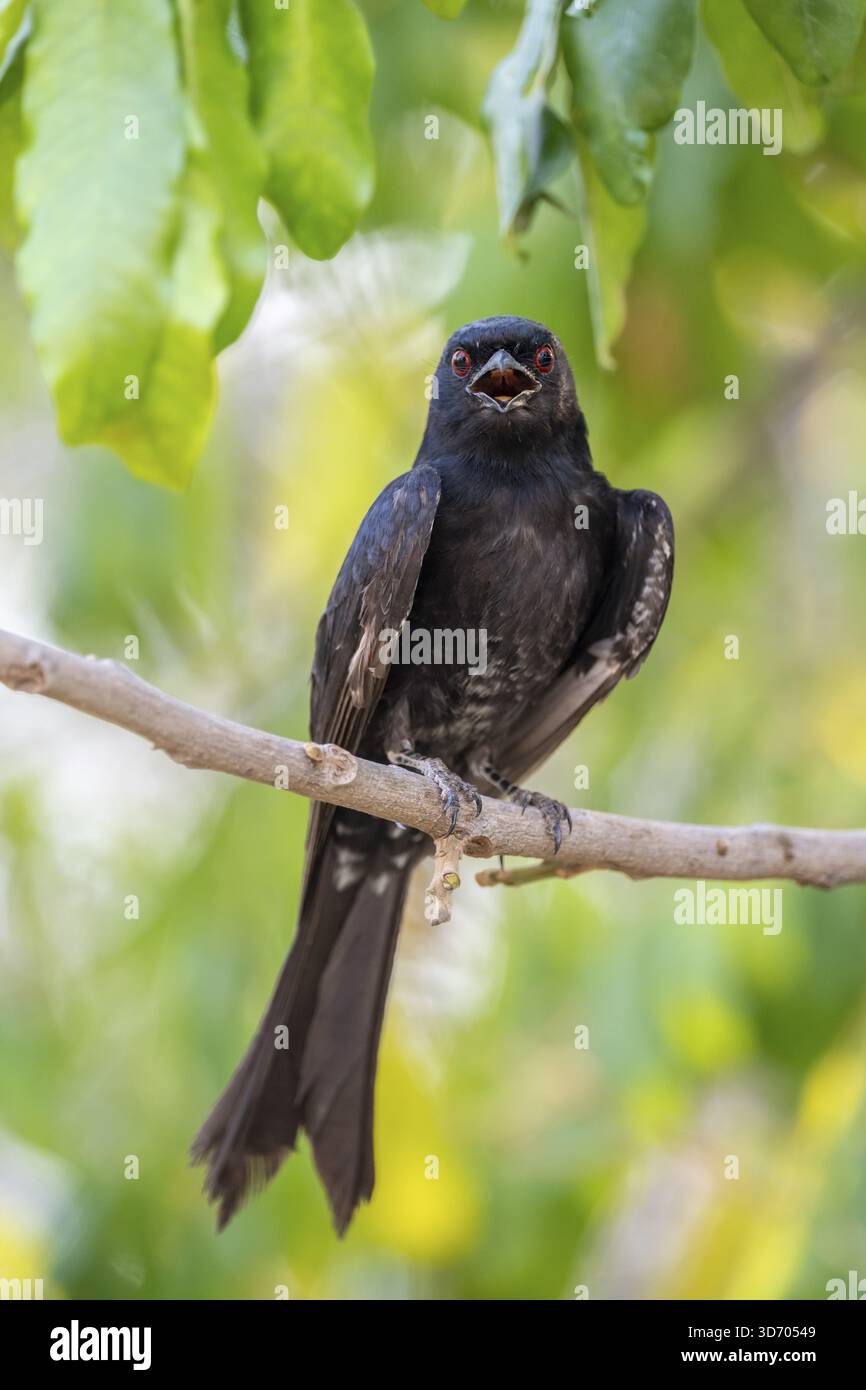 Fork-tailed drongo (Dicrurus adsimilis), Zambezi Region, Caprivi Strip ...