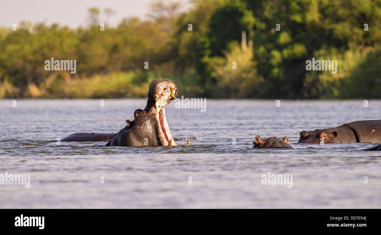 Hippopotamus (Hippopatamus amphibius) yawns and shows teeth in water ...
