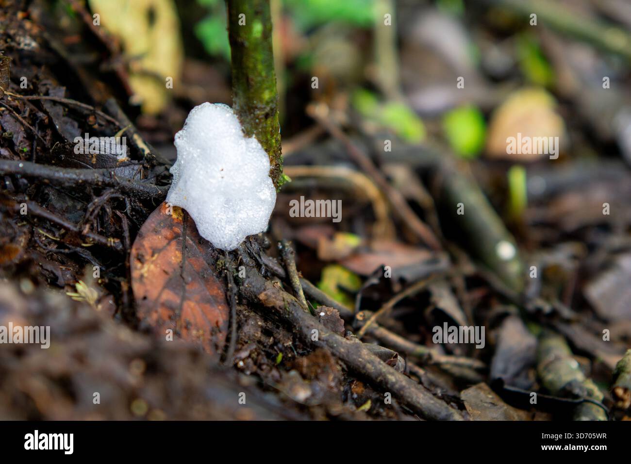 Frog egg foam on a tree. Tree frogs usually hatch nests after breeding ...