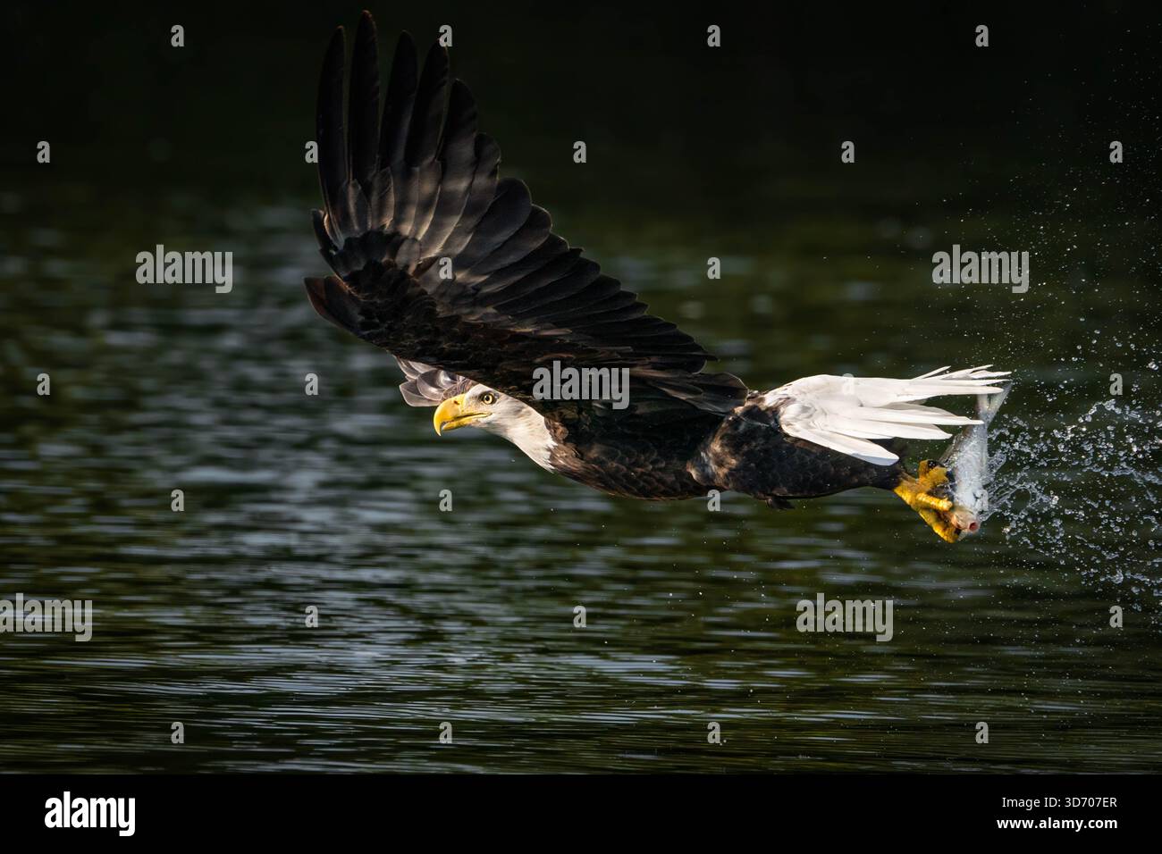 An American bald eagle grabbing a fish along the James River Stock ...