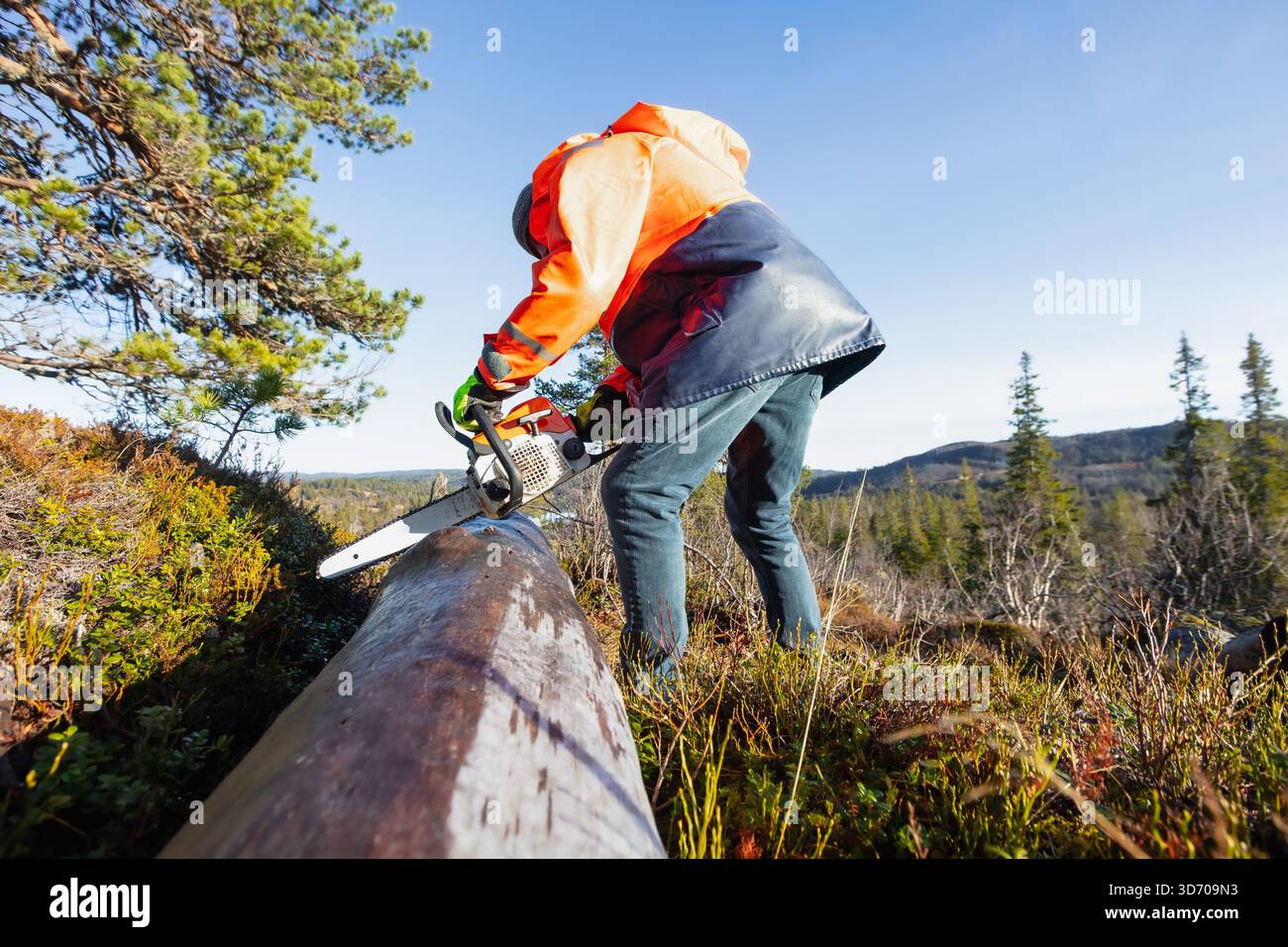Man in safety jacket cutting a large fallen log with a chainsaw on a ...