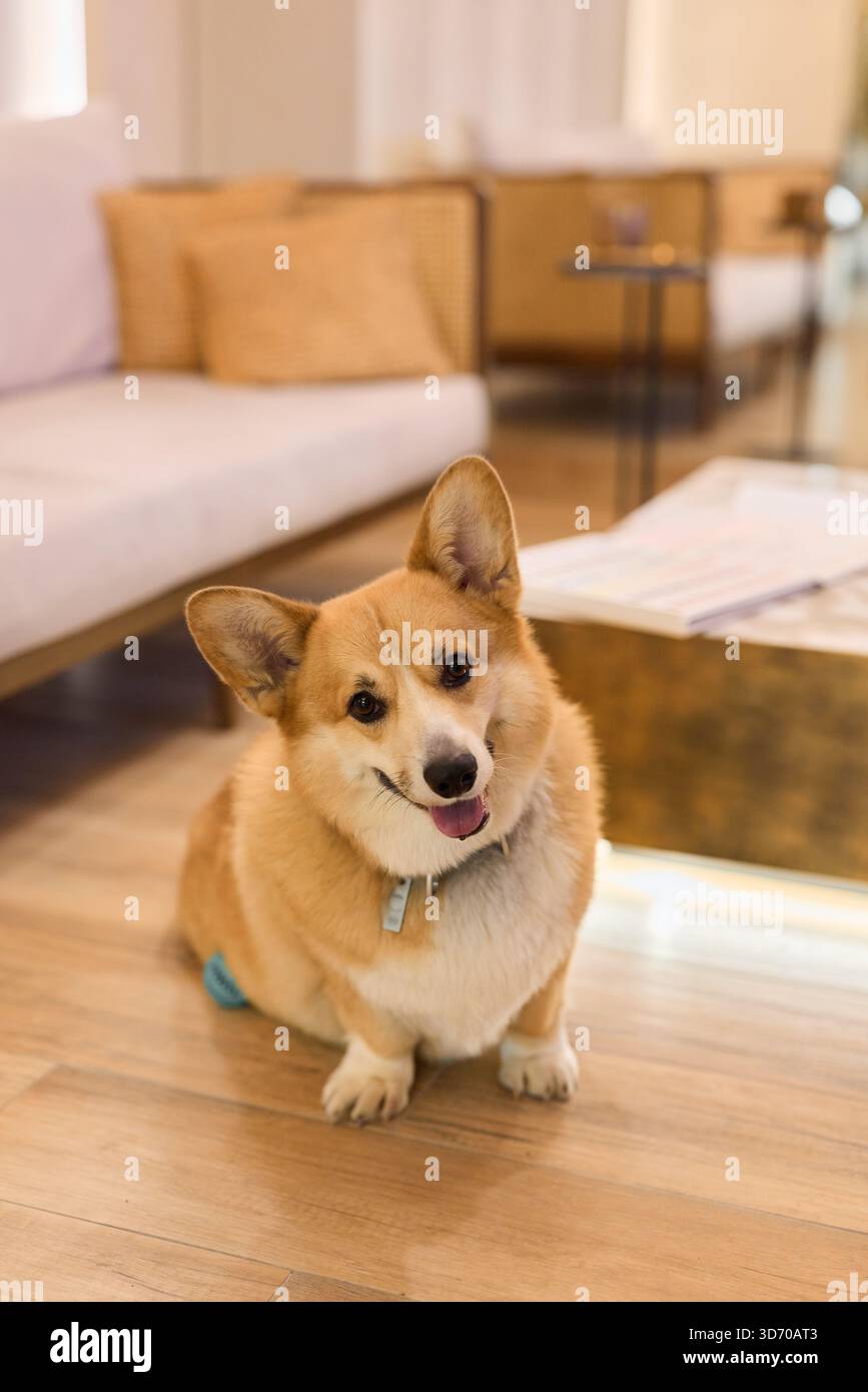gentle corgi depicted sitting quietly on floor with caring demeanor ...