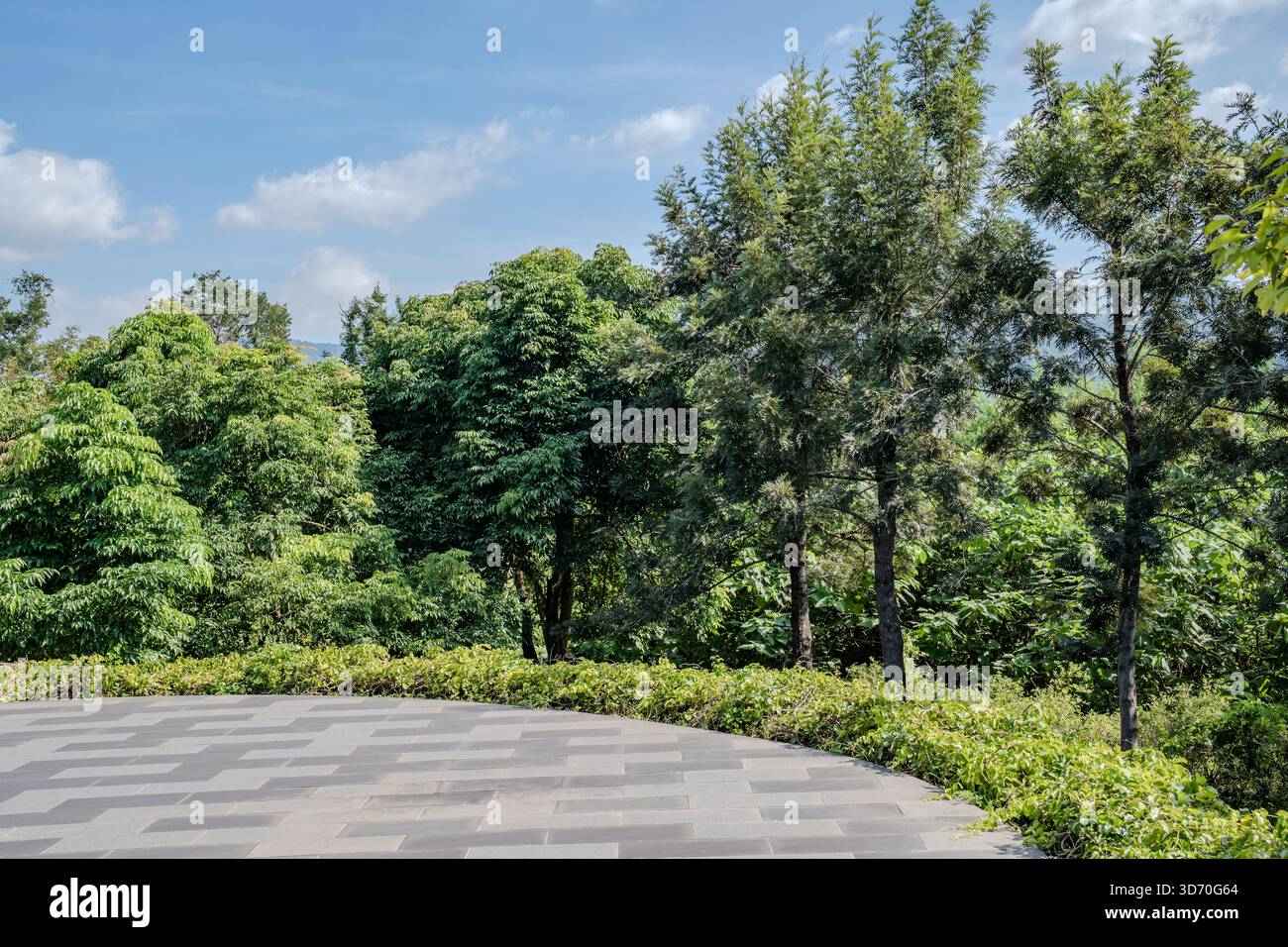 Trees with dense green foliage stand behind a paved open area. Clear ...